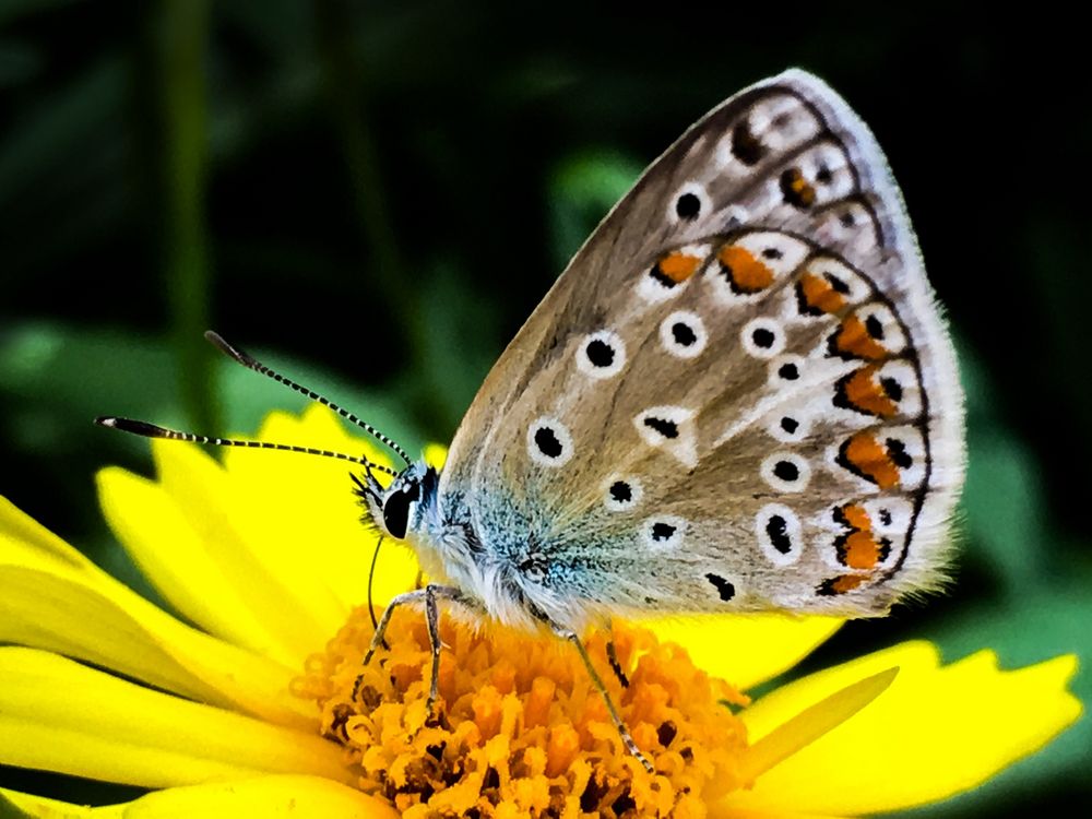 Mariposa I... Imagen & Foto | animales, invertebrados , iphone Fotos de ...