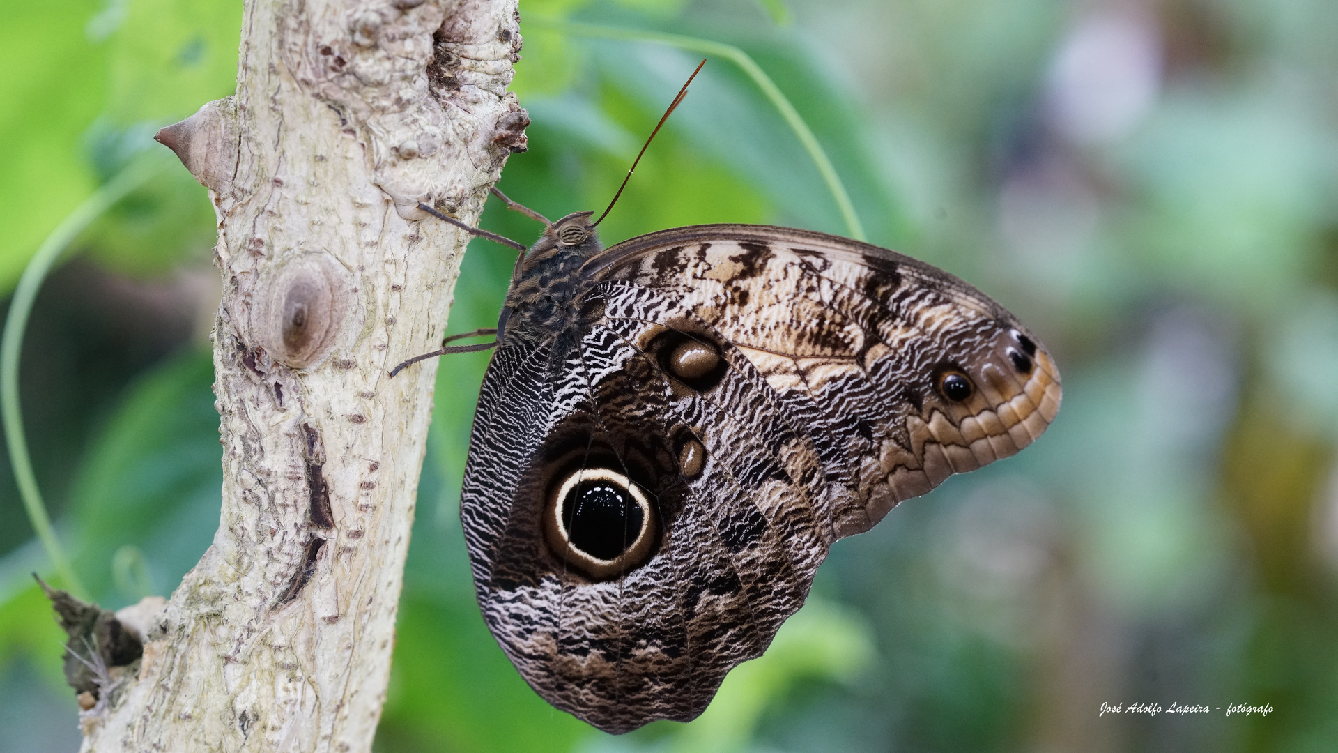 Mariposa I Imagen & Foto | animales, invertebrados , naturaleza Fotos ...