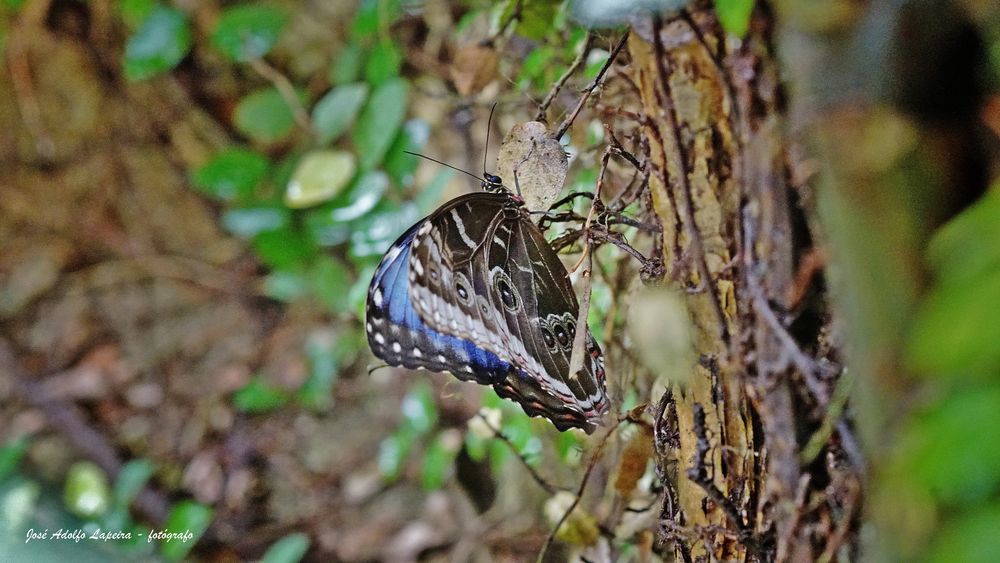 Mariposa II Imagen & Foto | animales, invertebrados , naturaleza Fotos ...