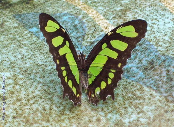 mariposas, insectos y otros 3 Imagen & Foto | naturaleza diversa ...