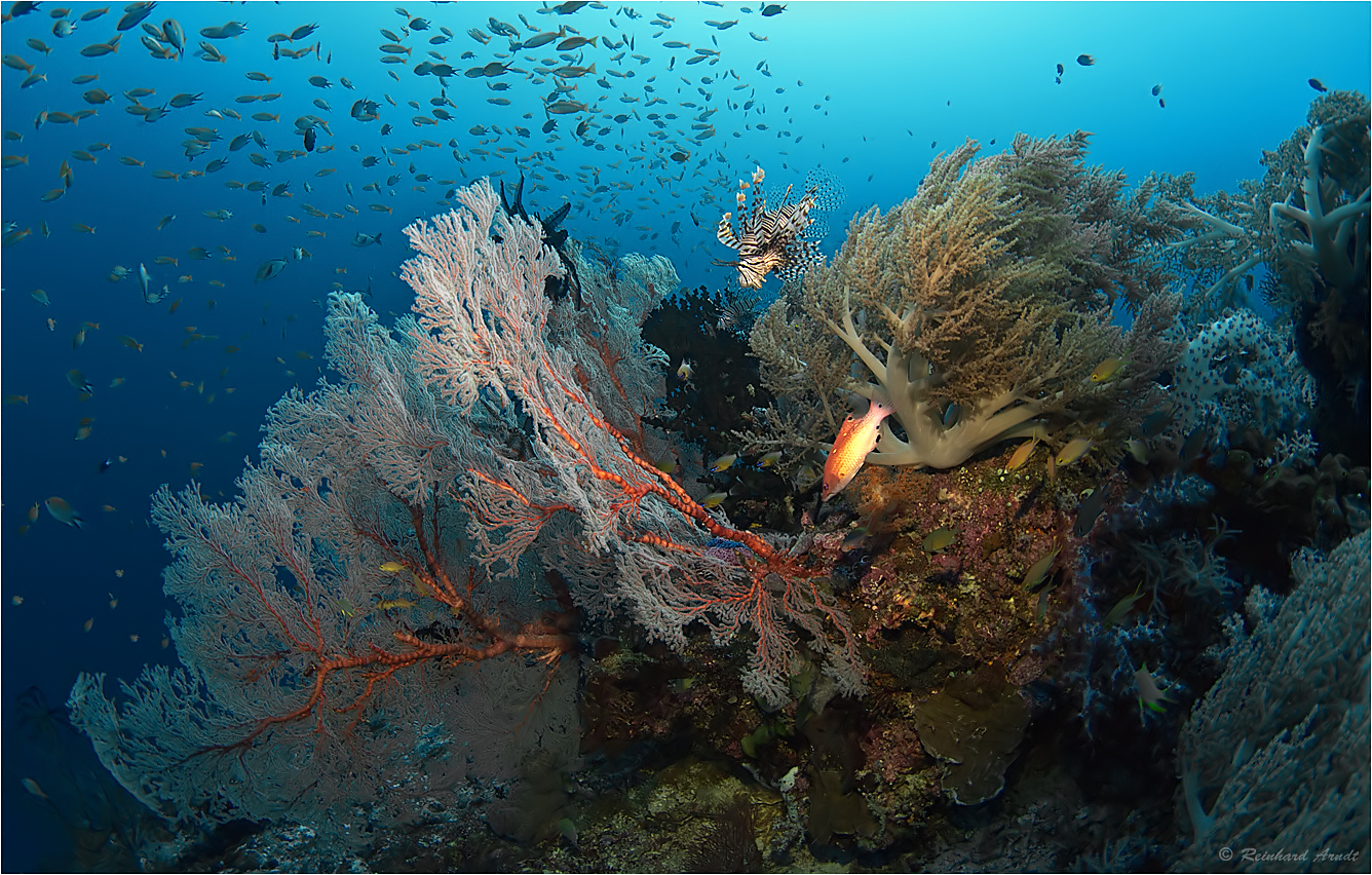 maritime life Foto & Bild | world, meer, natur Bilder auf fotocommunity