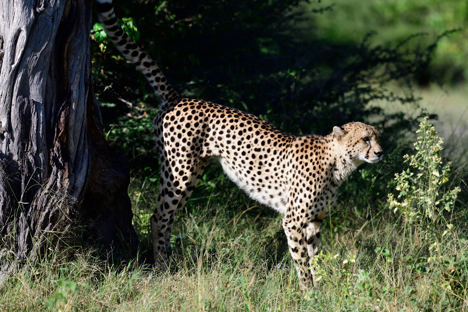 Marking territory Foto & Bild | world, natur, afrika Bilder auf fotocommunity