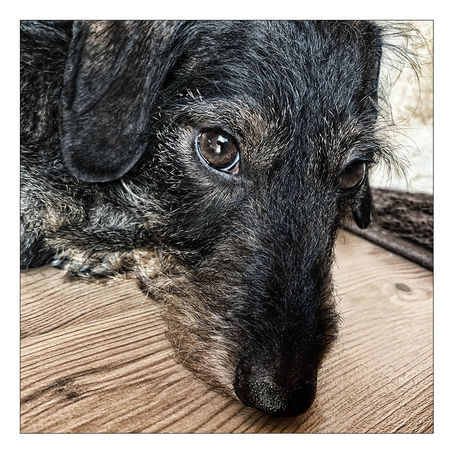 Marla Peppels hat alles im Blick. Foto & Bild | tiere, haustiere, hunde ...