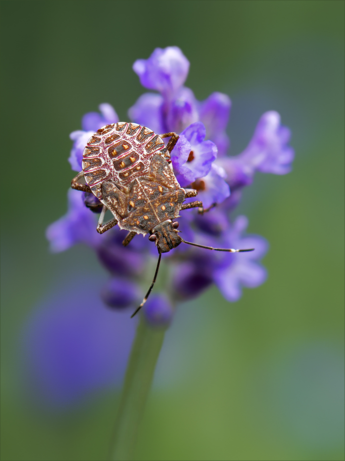 Marmorierte Baumwanze Foto & Bild | tiere, wildlife, insekten Bilder ...