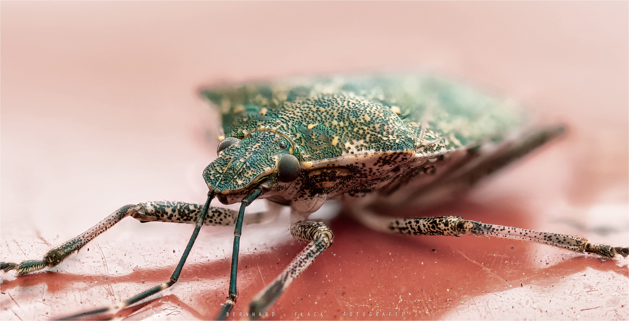 Marmorierte Baumwanze Foto & Bild | tiere, wildlife, insekten Bilder ...