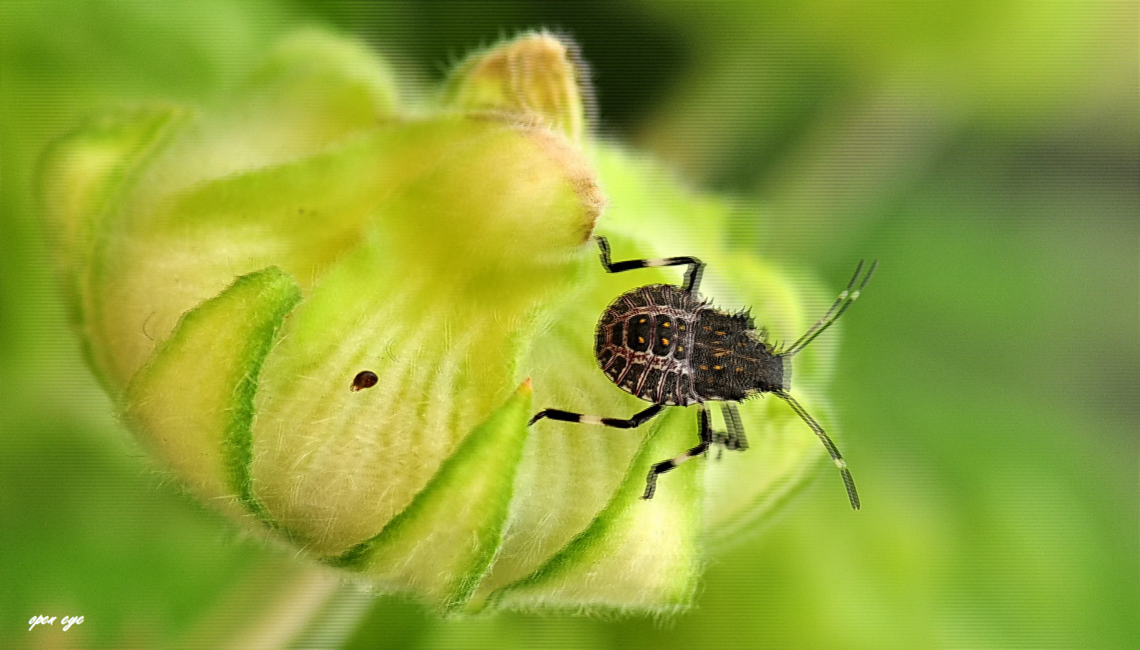 Marmorierte Baumwanze Halyomorpha halys - 3D Interlaced Foto & Bild ...