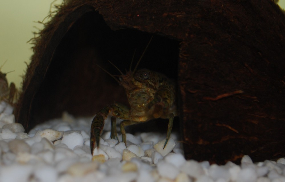Marmorkrebs Foto & Bild | tiere, haustiere, terraristik Bilder auf ...