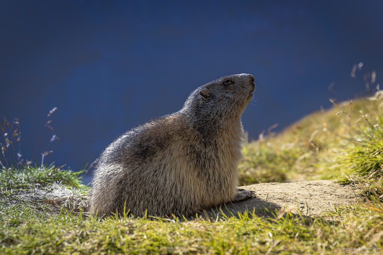 marmot view Foto & Bild | europe, Österreich, tiere Bilder auf ...