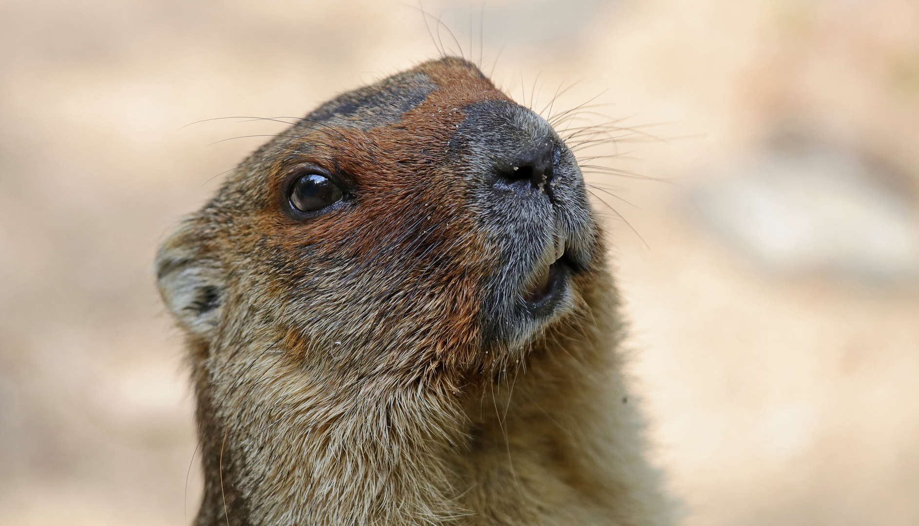 Marmota Bobak Foto & Bild | fotos, canon, world Bilder auf fotocommunity