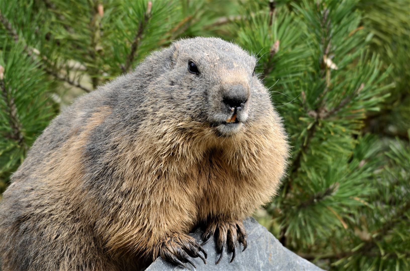 marmotte photo et image | france, nature, portrait Images fotocommunity