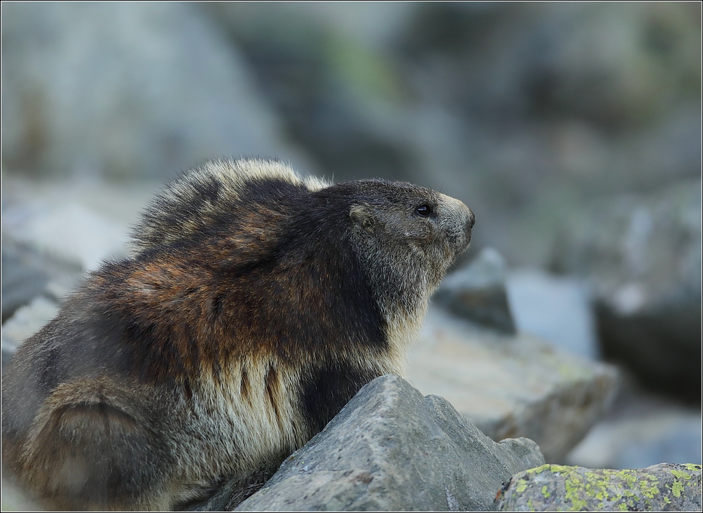 Marmotte photo et image | animaux, animaux sauvages, mammifères Images ...