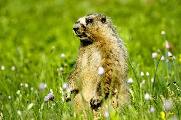 Marmotte photo et image | animaux, animaux sauvages, nature Images ...