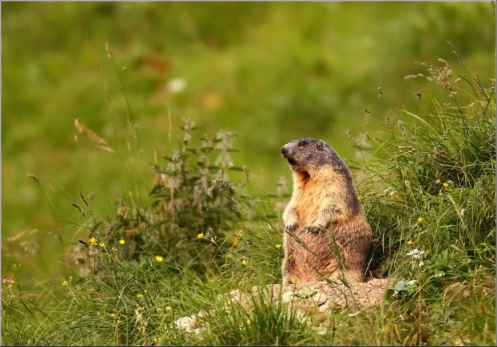 Marmotte photo et image | nature, animaux, marmotte Images fotocommunity
