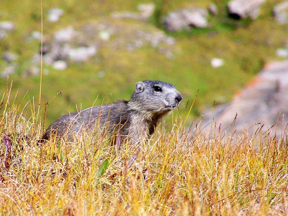 marmotte dans le queyras (05) sur la route du col agnel photo et image ...