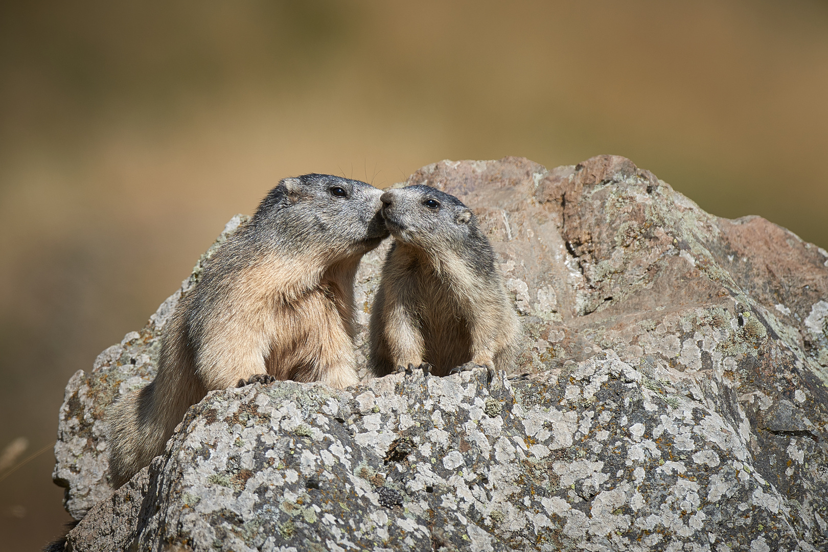 Marmottes photo et image | nature, animaux, montagne Images fotocommunity