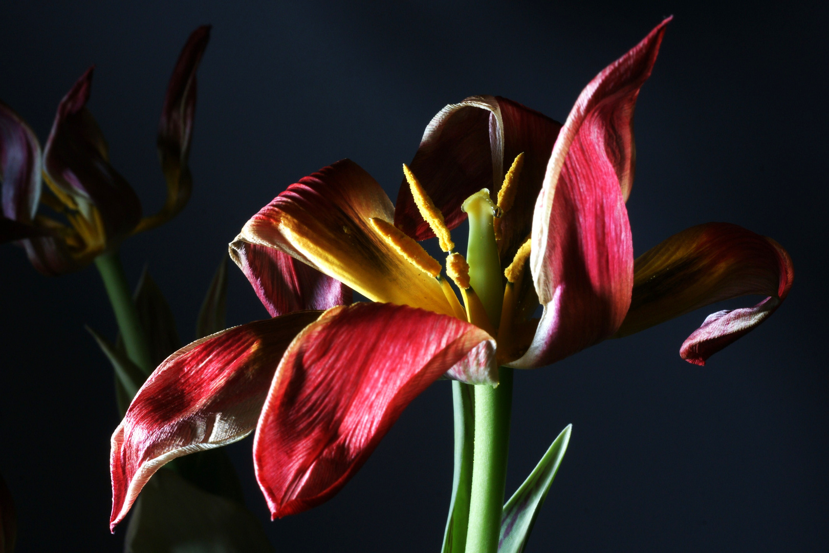 marode Schönheiten Foto & Bild | natur-kreativ, natur Bilder auf ...