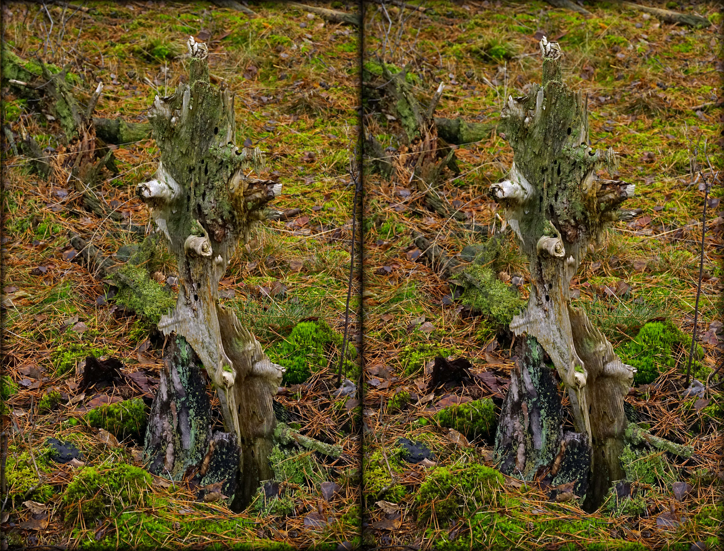 maroder Baum (3D-X-View) Foto & Bild | spezial, stereoskopische ...