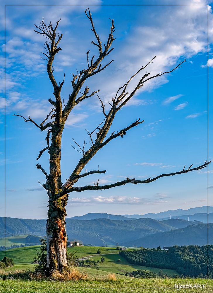 Maroder Baum ... Foto & Bild | fotos, spezial, sommer Bilder auf ...