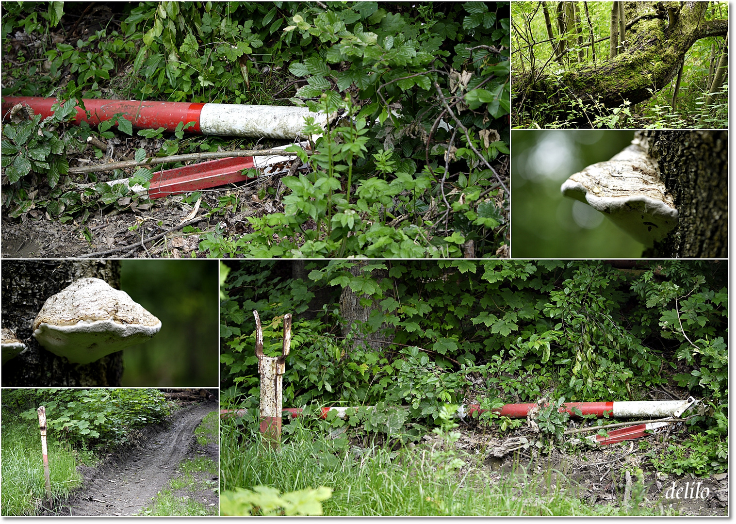 maroder Wald Foto & Bild | landschaft, wald, natur Bilder auf fotocommunity