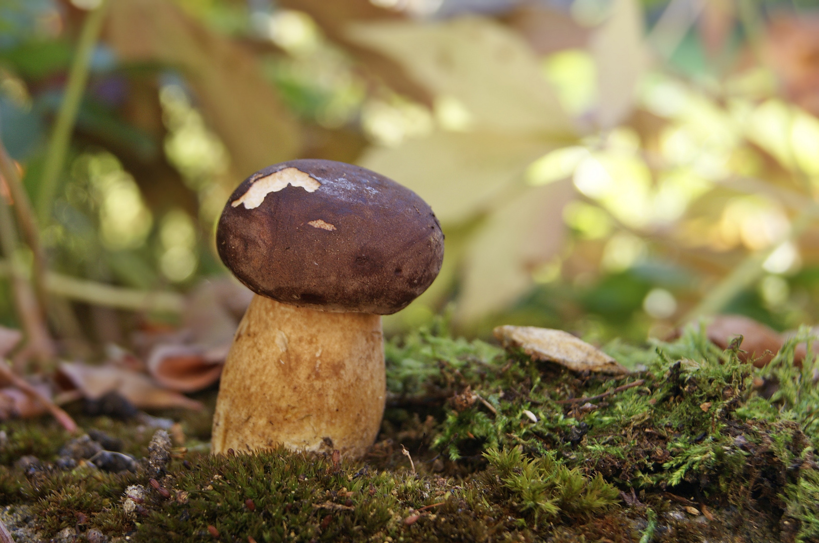 Marone Foto & Bild | natur, herbst, pflanzen Bilder auf fotocommunity