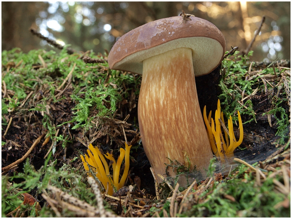 Marone Foto & Bild | pilze 2010, natur Bilder auf fotocommunity