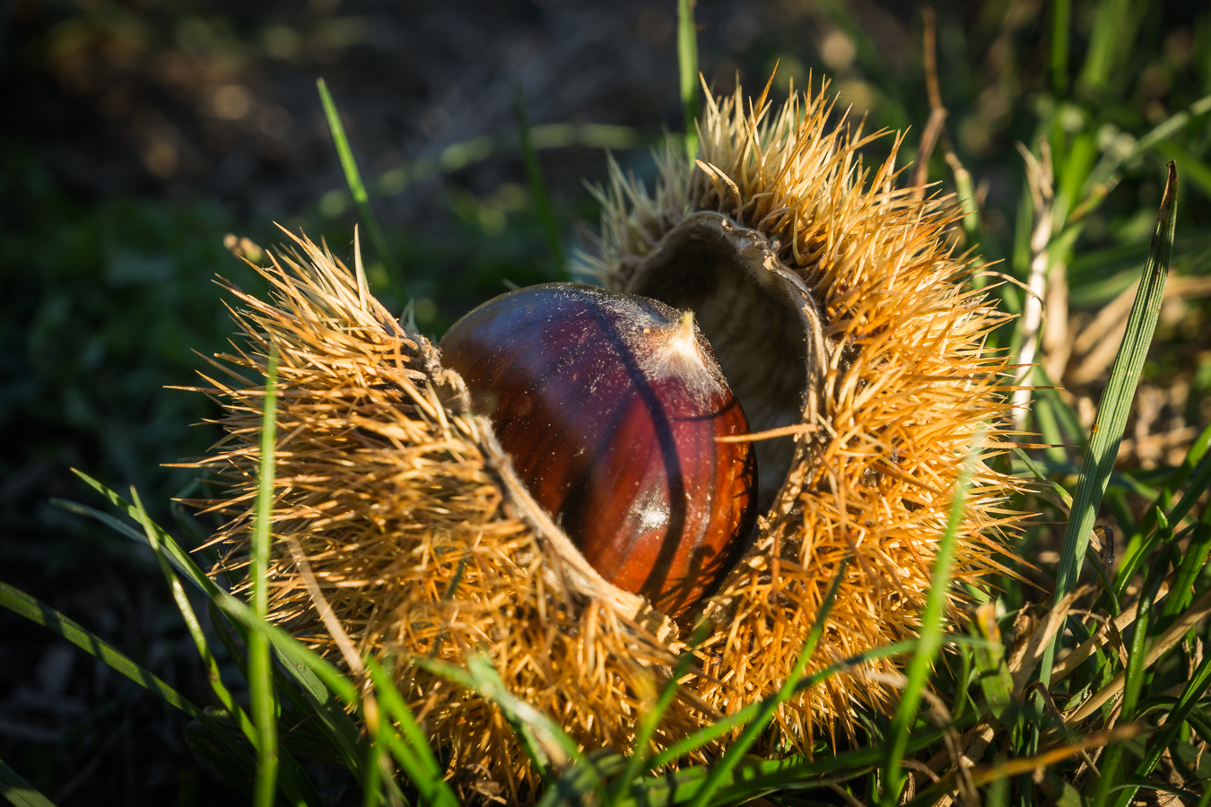 Marone Foto & Bild | fotos, outdoor, natur Bilder auf fotocommunity