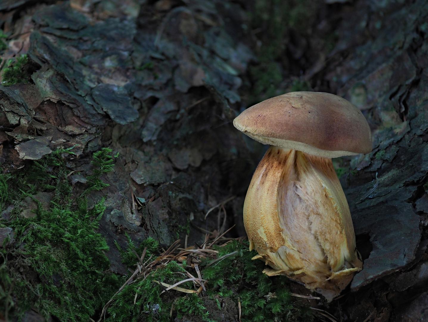 Marone Foto & Bild | wald, makro, natur Bilder auf fotocommunity