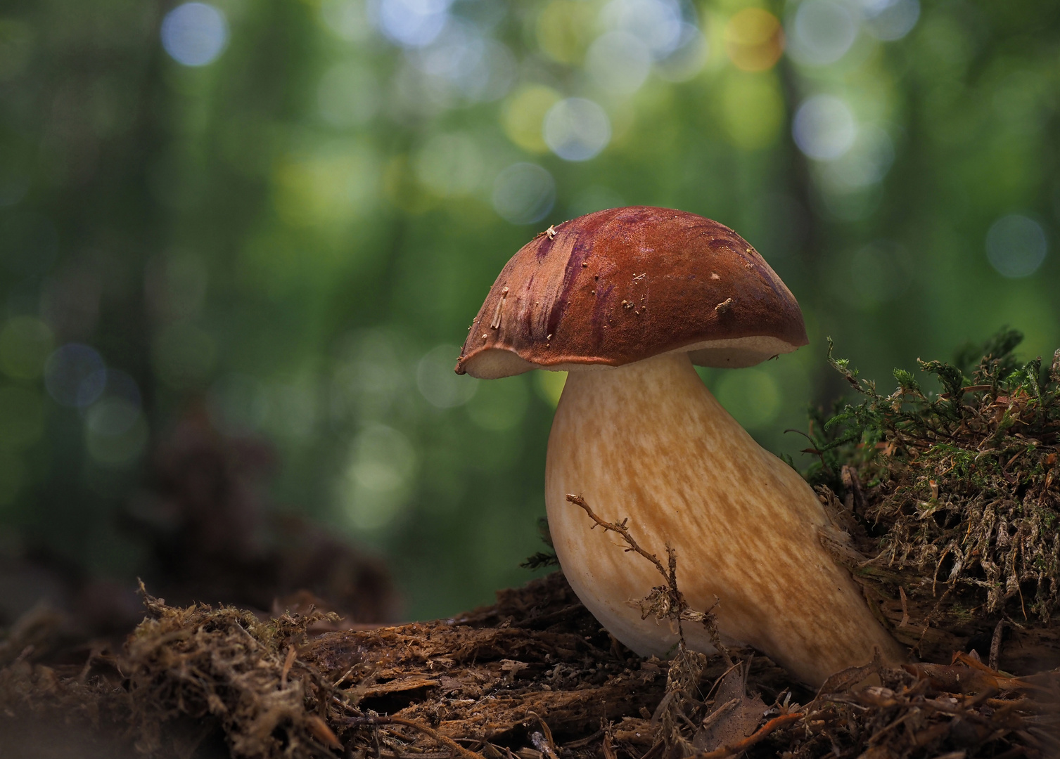 Marone Foto & Bild | wald, makro, natur Bilder auf fotocommunity