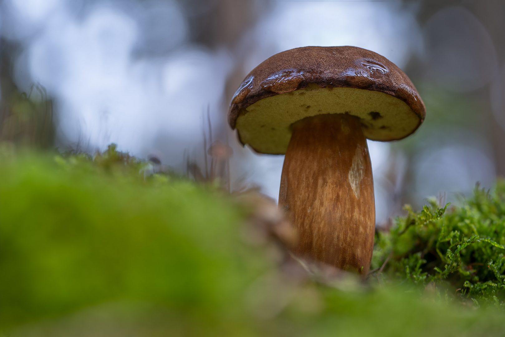 Marone und... Foto & Bild | pflanzen, pilze & flechten, pilze ...