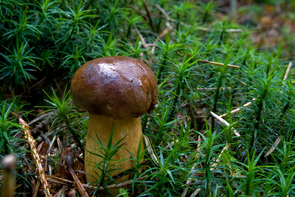 Maronen-Baby Foto & Bild | pflanzen, pilze & flechten, pilze & flechten ...