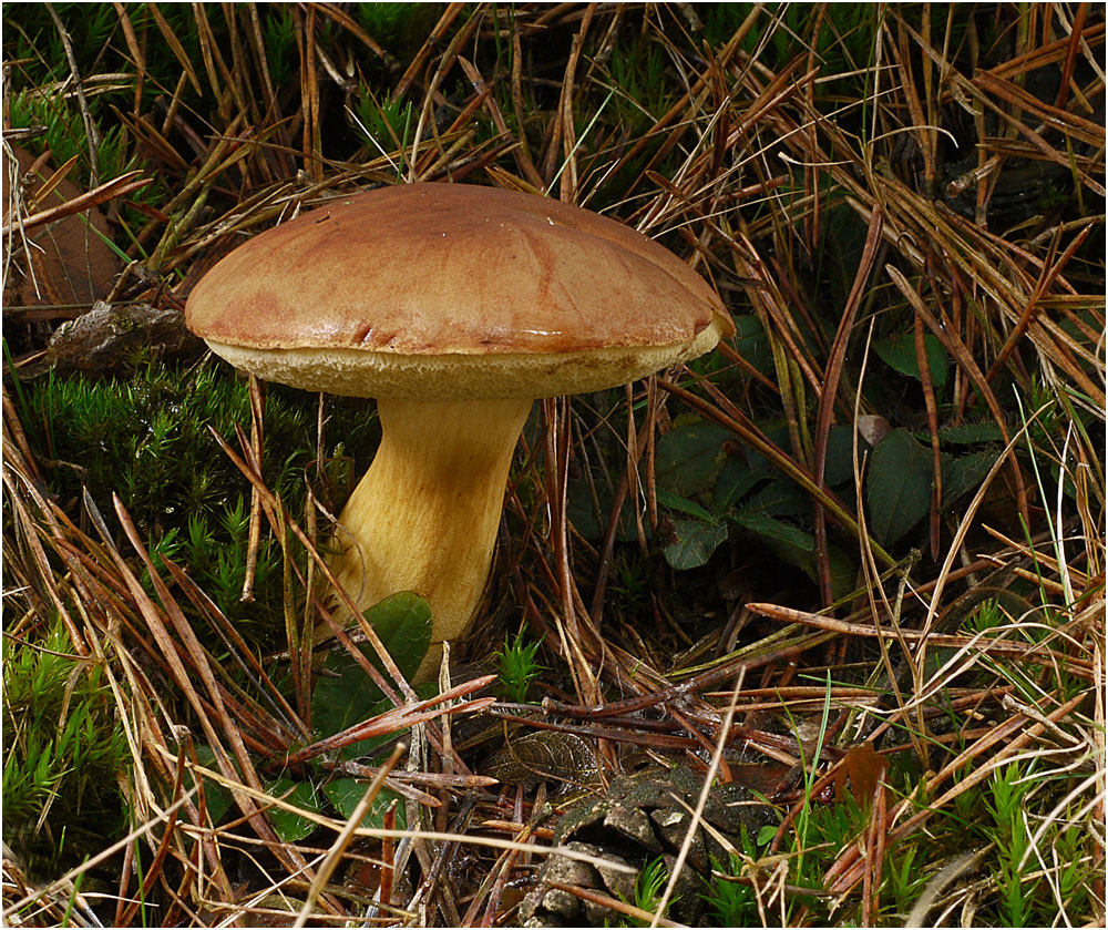 Maronen-Röhrling Foto & Bild | pflanzen, pilze & flechten, pilze ...