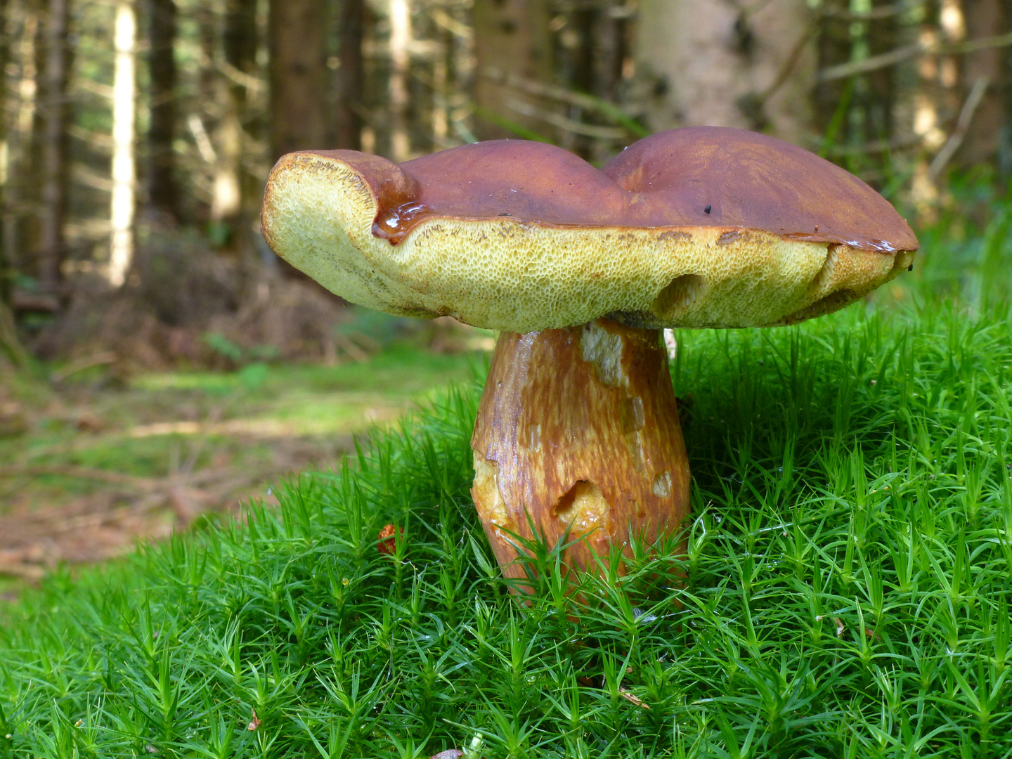 Maronenröhrling Foto & Bild | natur, pilz, pilze Bilder auf fotocommunity