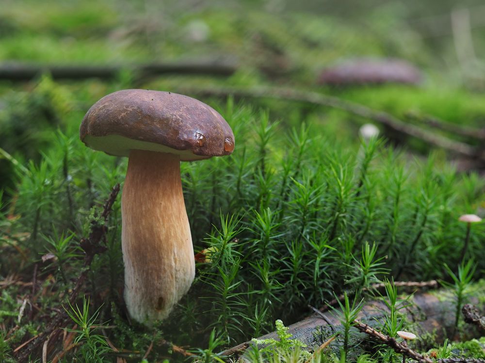 Maronenröhrling Foto & Bild | makro, natur, pflanzen Bilder auf ...