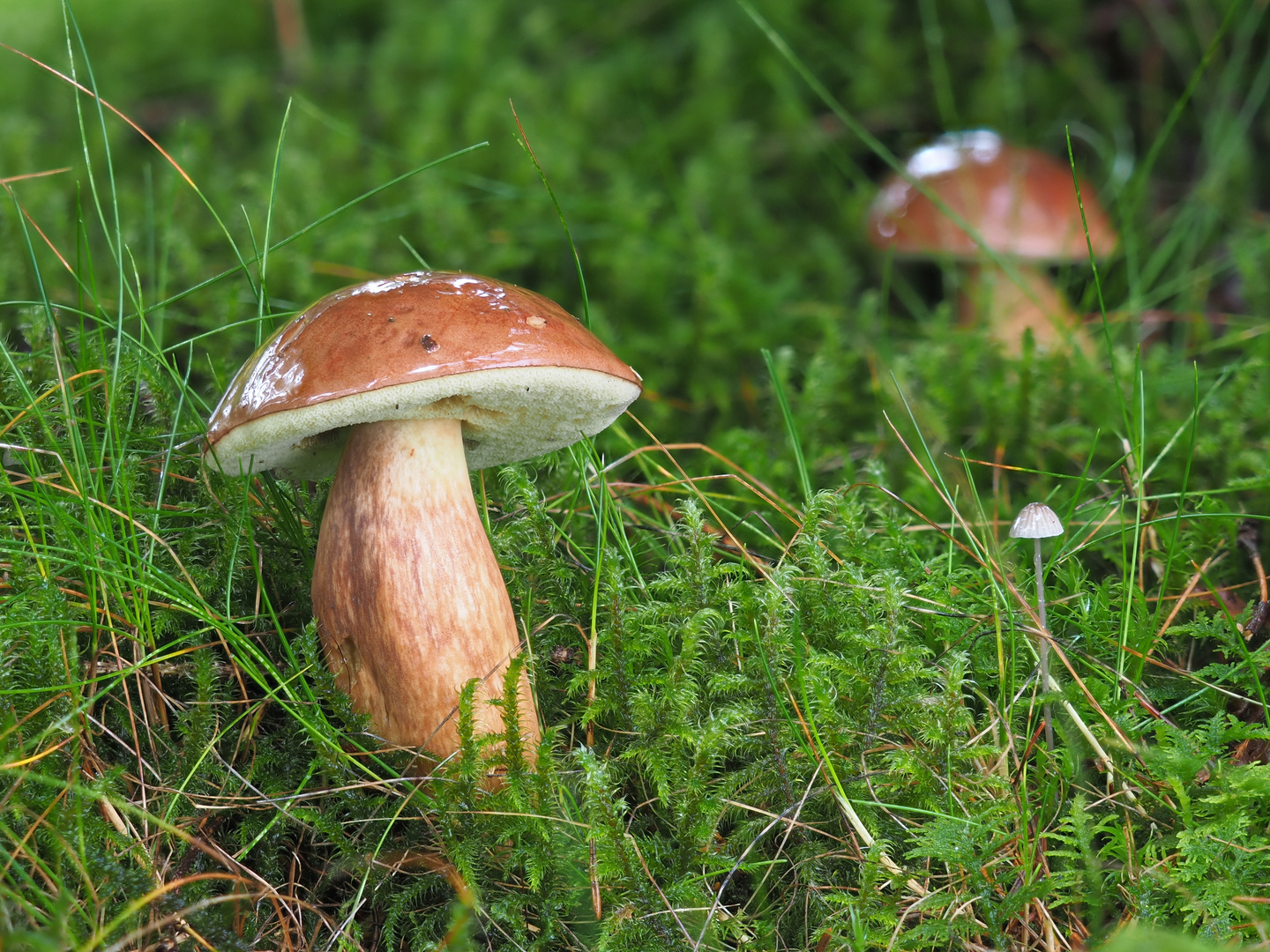 Maronenröhrling (Imleria badia) Foto & Bild | natur, pilz, pflanzen ...