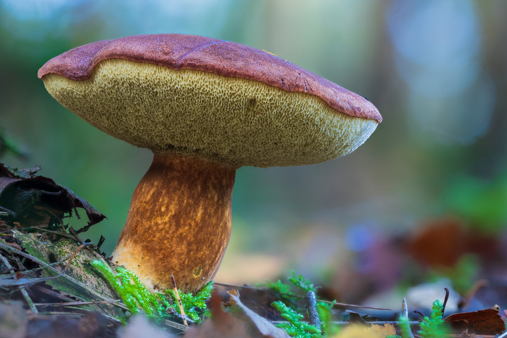 Maronenröhrling - Imleria badia Foto & Bild | wald, makro, natur Bilder ...