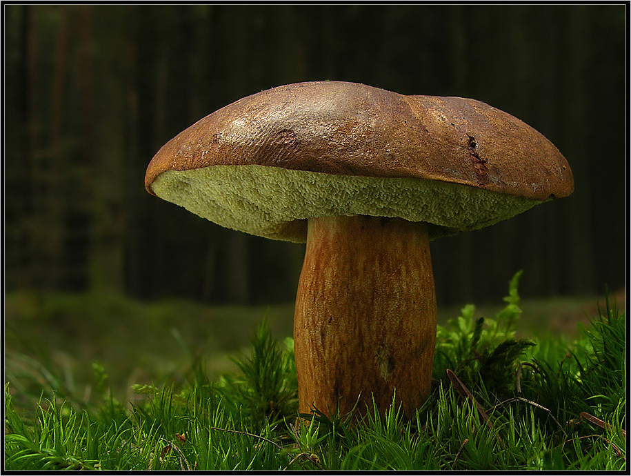 Maronenröhrling (Xerocomus badius) Foto & Bild | pflanzen, pilze ...