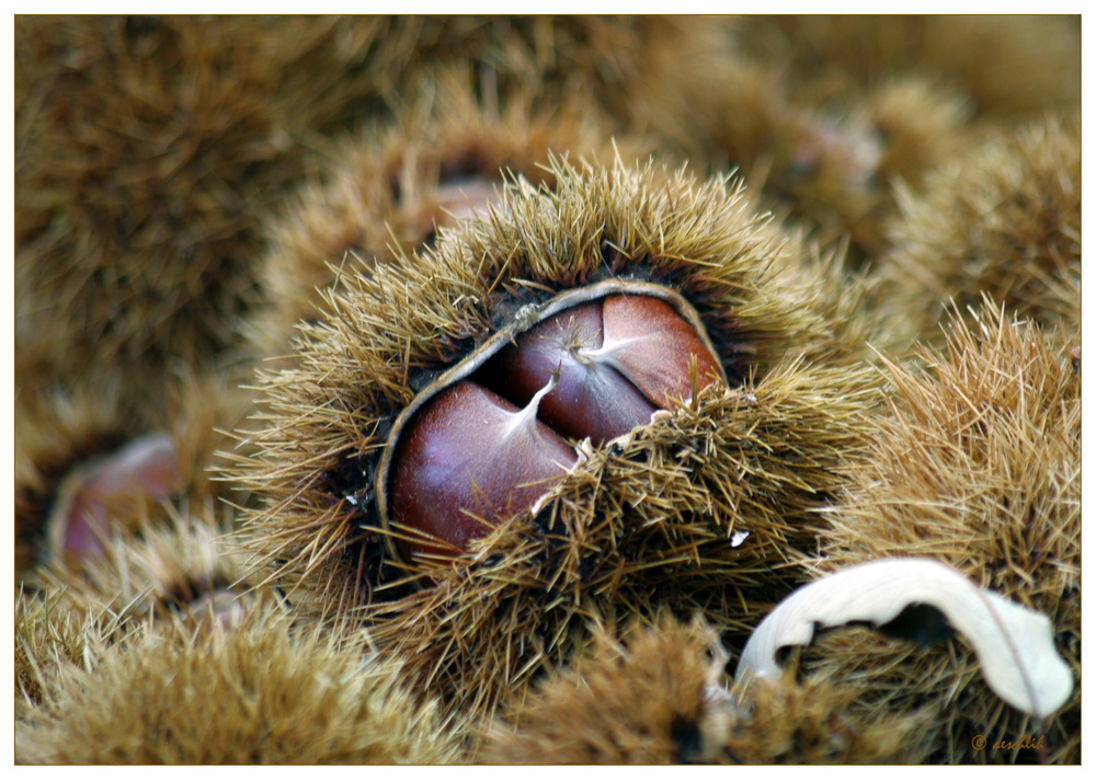 Maroni... Foto & Bild | natur, herbst, motive Bilder auf fotocommunity