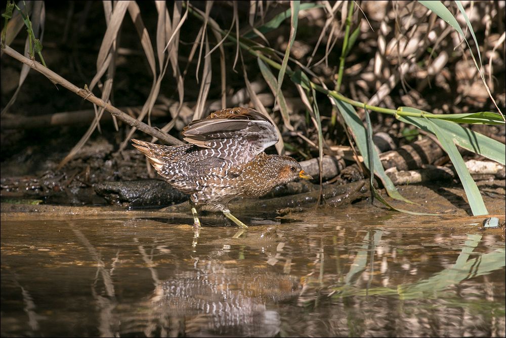 Marouette ponctuée * photo et image | marouette ponctuée, ralidé Images ...