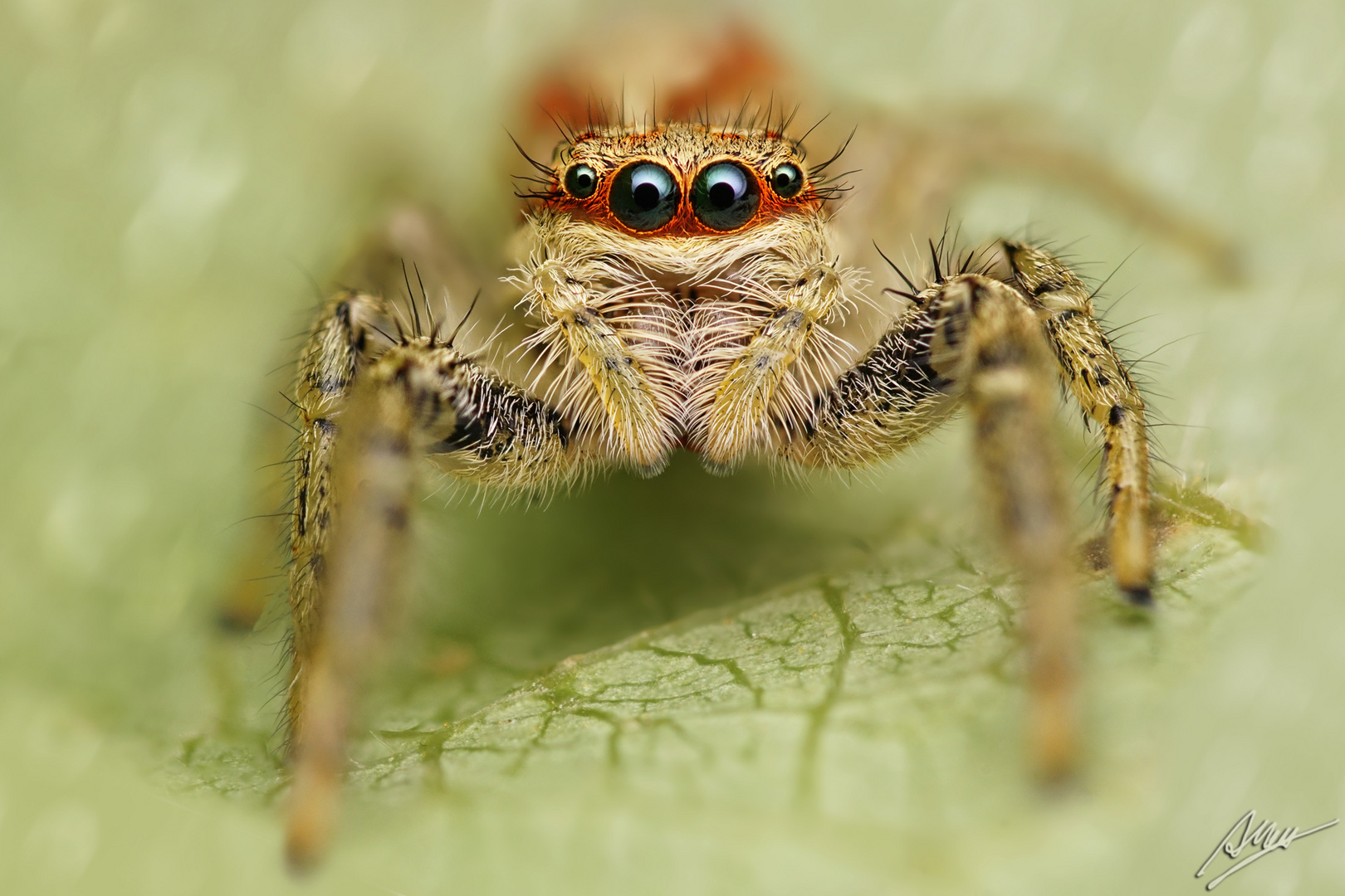 Marpissa pomatia Foto & Bild | tiere, wildlife, spinnen Bilder auf ...