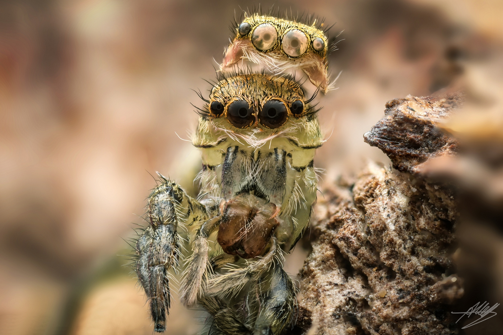 Marpissa pomatia Weibchen bei der Häutung Foto & Bild | tiere, wildlife ...