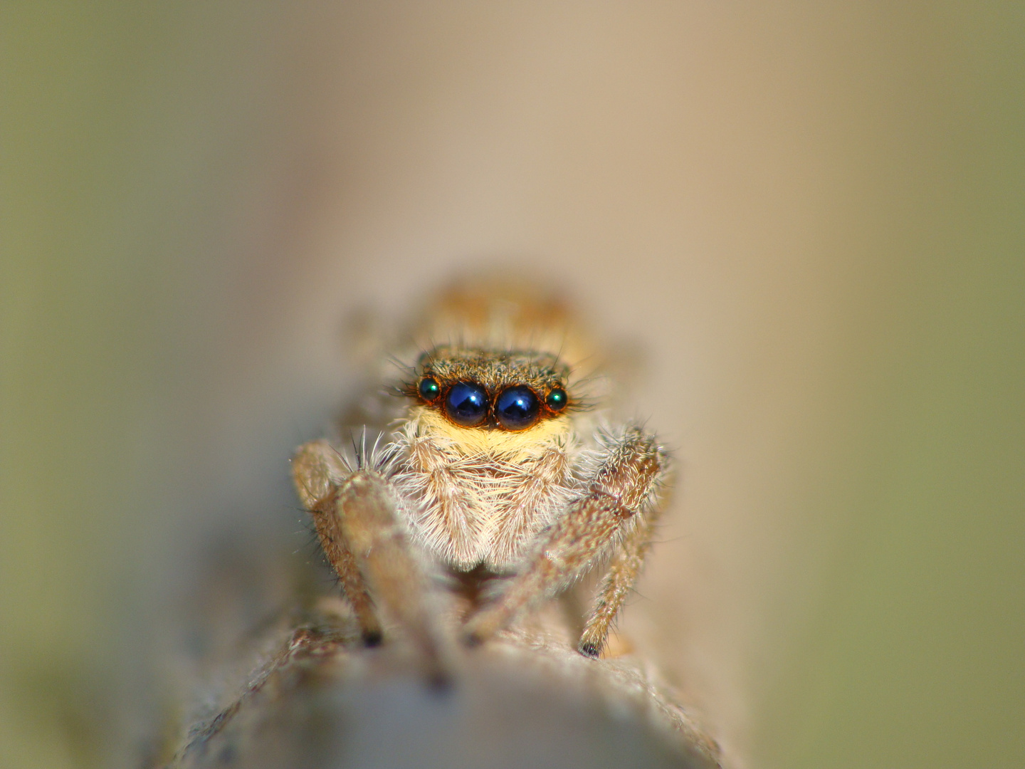 Marpissa radiata Foto & Bild | tiere, wildlife, spinnen Bilder auf ...