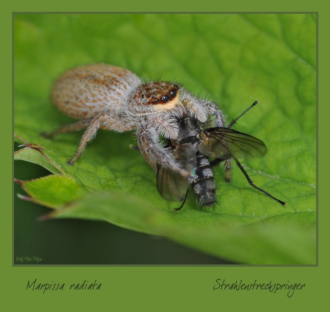 Marpissa radiata mit erbeuteter Raupenfliege (3764) Foto & Bild | natur ...