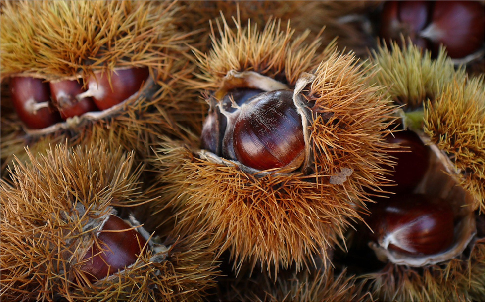 Marroni Foto & Bild | spezial, natur, herbst Bilder auf fotocommunity