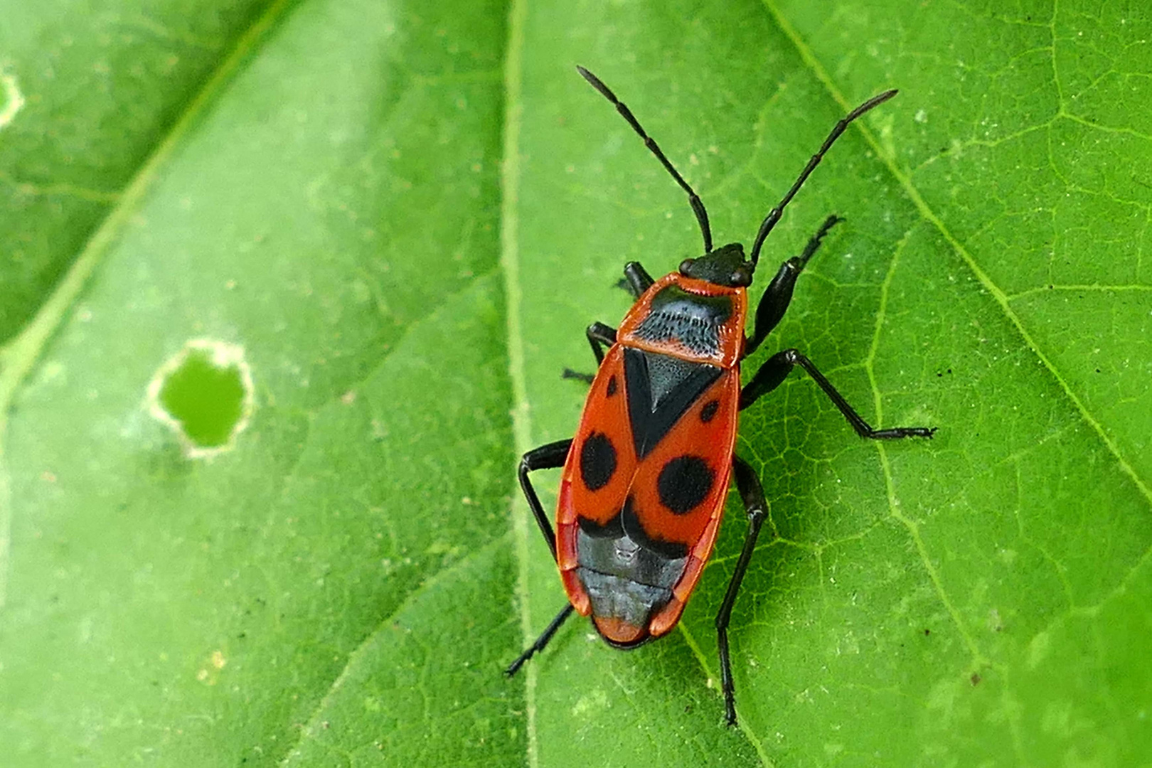 Marsch der Feuerwanze Foto & Bild | tiere, wildlife, sonstige insekten ...