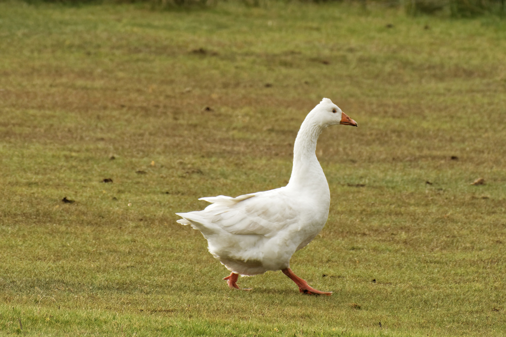 Martin Foto & Bild | tiere, wildlife, wild lebende vögel Bilder auf ...