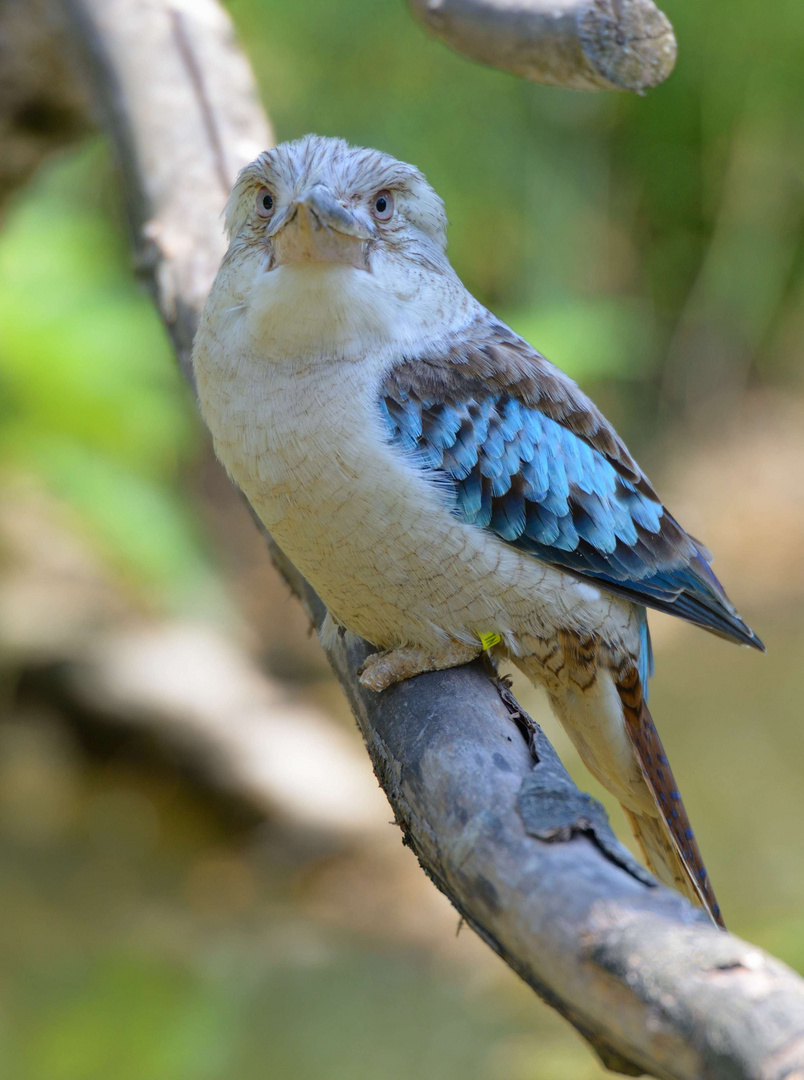 Martin-chasseur géant photo et image | animaux, animaux sauvages ...