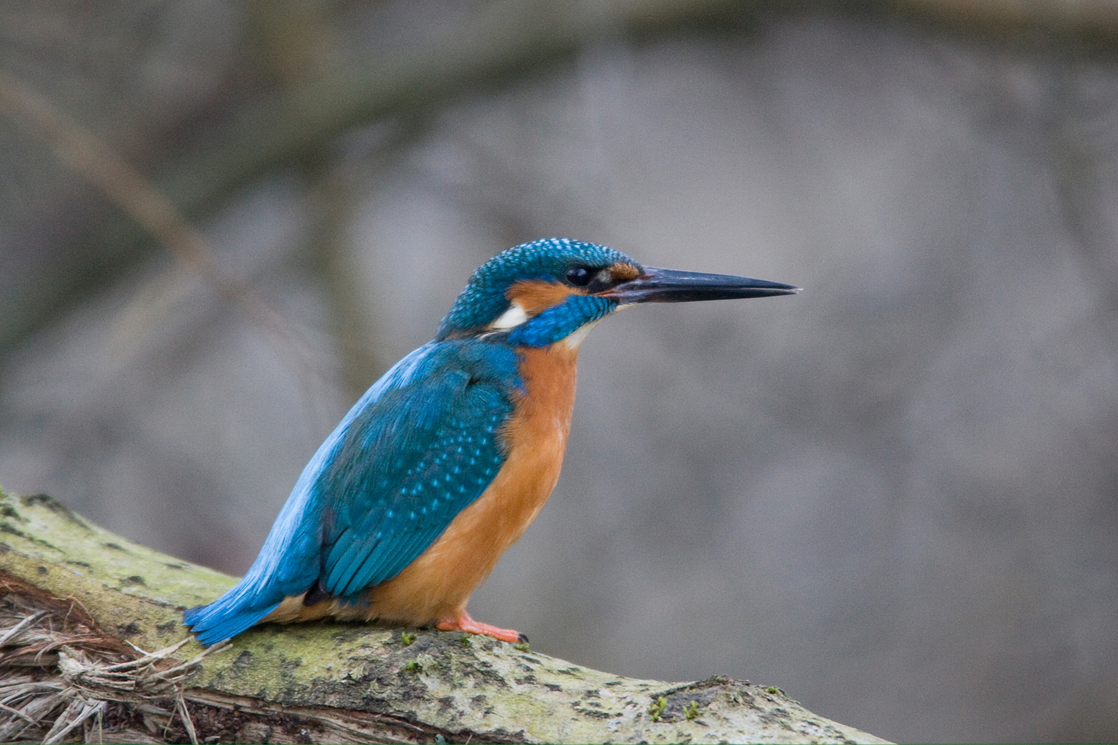 Martin-pêcheur d'Europe photo et image | animaux, animaux sauvages ...