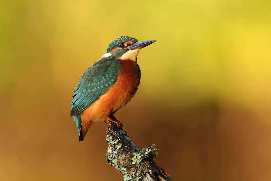 Martin pêcheur d'Europe photo et image | animaux, animaux sauvages ...