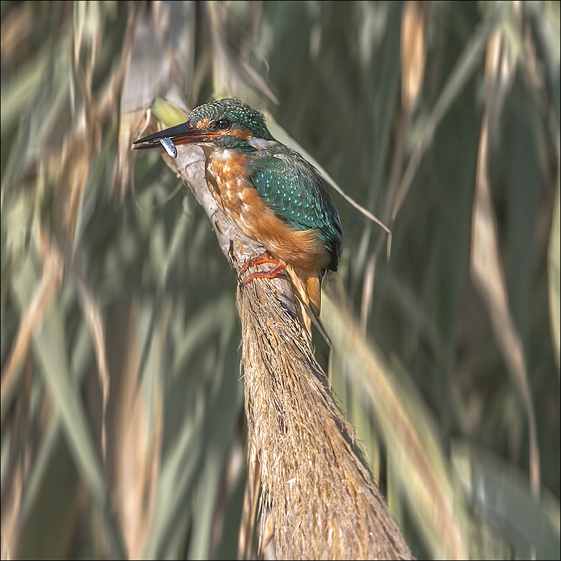 Martin... pécheur photo et image | nature, martin pécheur, alcedo attis ...