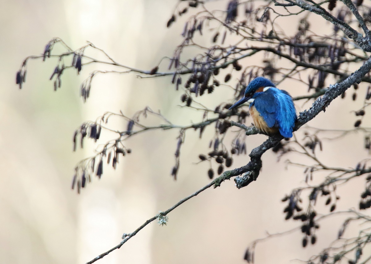 Martin pécheur d Europe photo et image | animaux, animaux sauvages ...